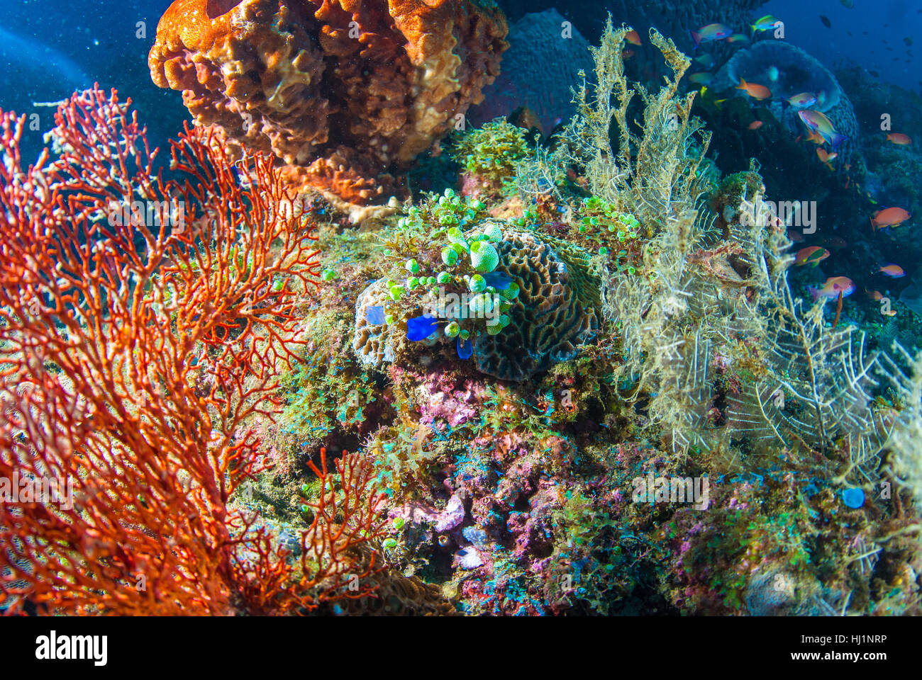 blue, lifestyle, green, asia, wild, bali, indonesia, aquarium, depth ...