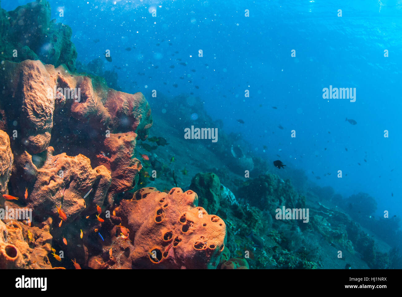 blue, lifestyle, green, asia, wild, bali, indonesia, aquarium, depth ...