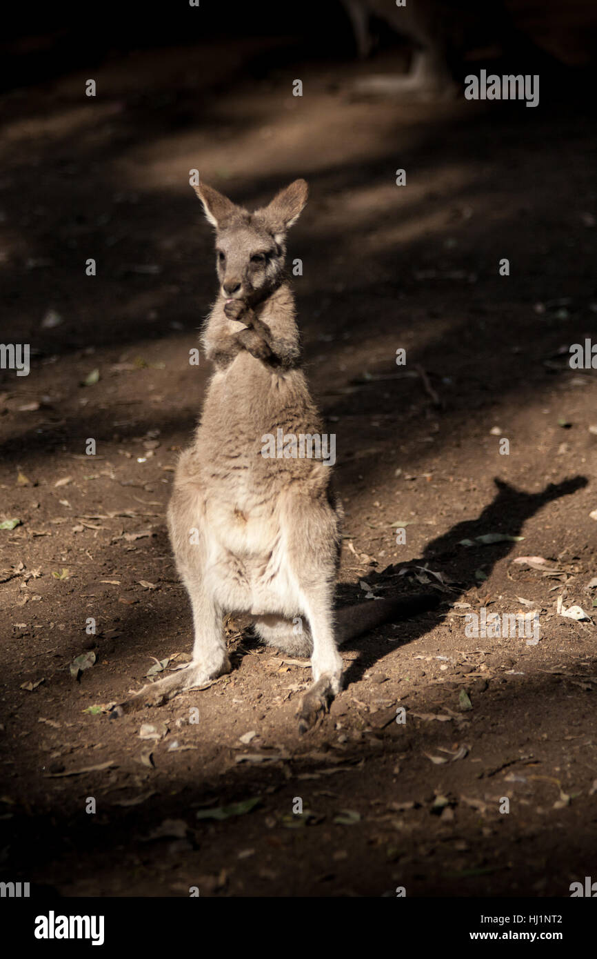 Small kangaroo in Australia Stock Photo - Alamy