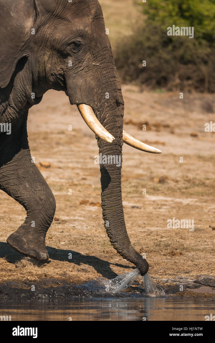 profile, big, large, enormous, extreme, powerful, imposing, immense ...