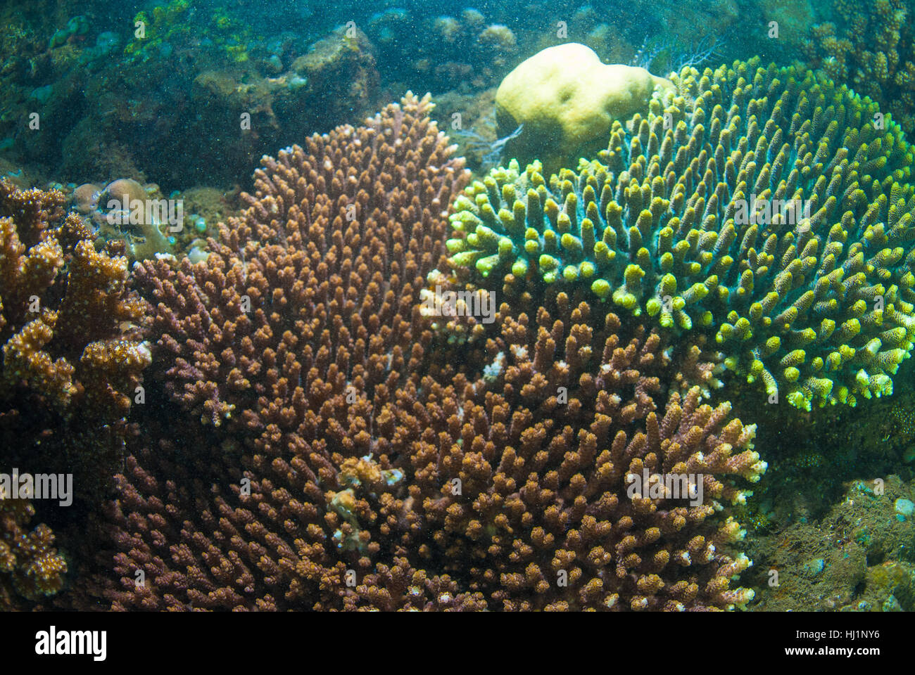 blue, lifestyle, green, asia, wild, bali, indonesia, aquarium, depth ...