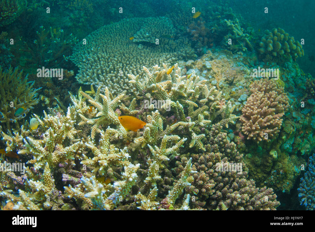 blue, lifestyle, green, asia, wild, bali, indonesia, aquarium, depth ...