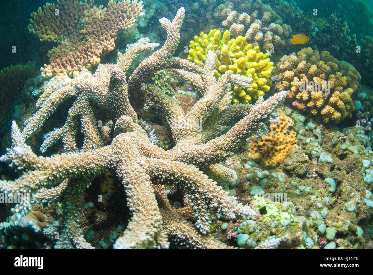 blue, lifestyle, green, asia, wild, bali, indonesia, aquarium, depth ...