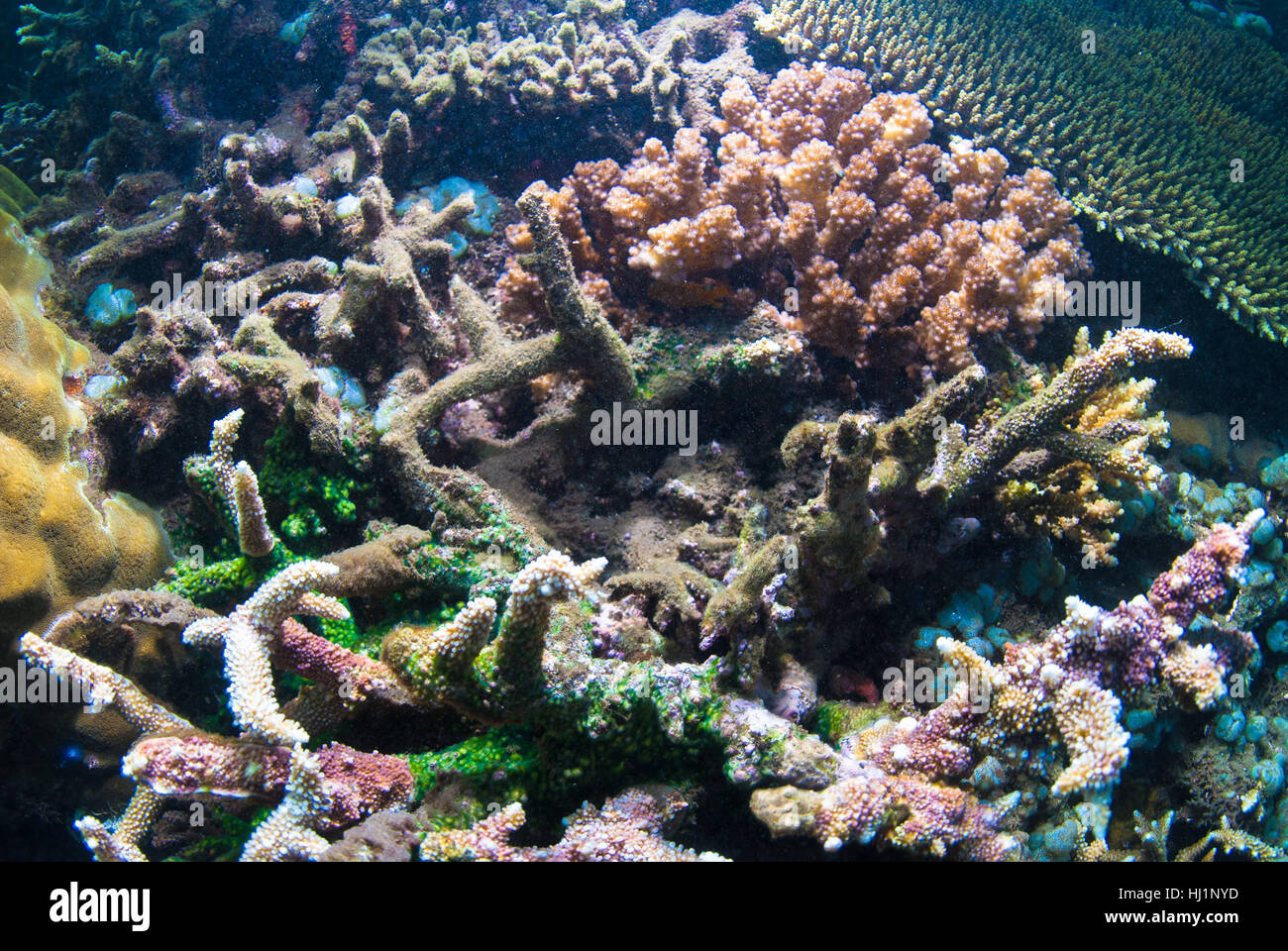 blue, lifestyle, green, asia, wild, bali, indonesia, aquarium, depth ...