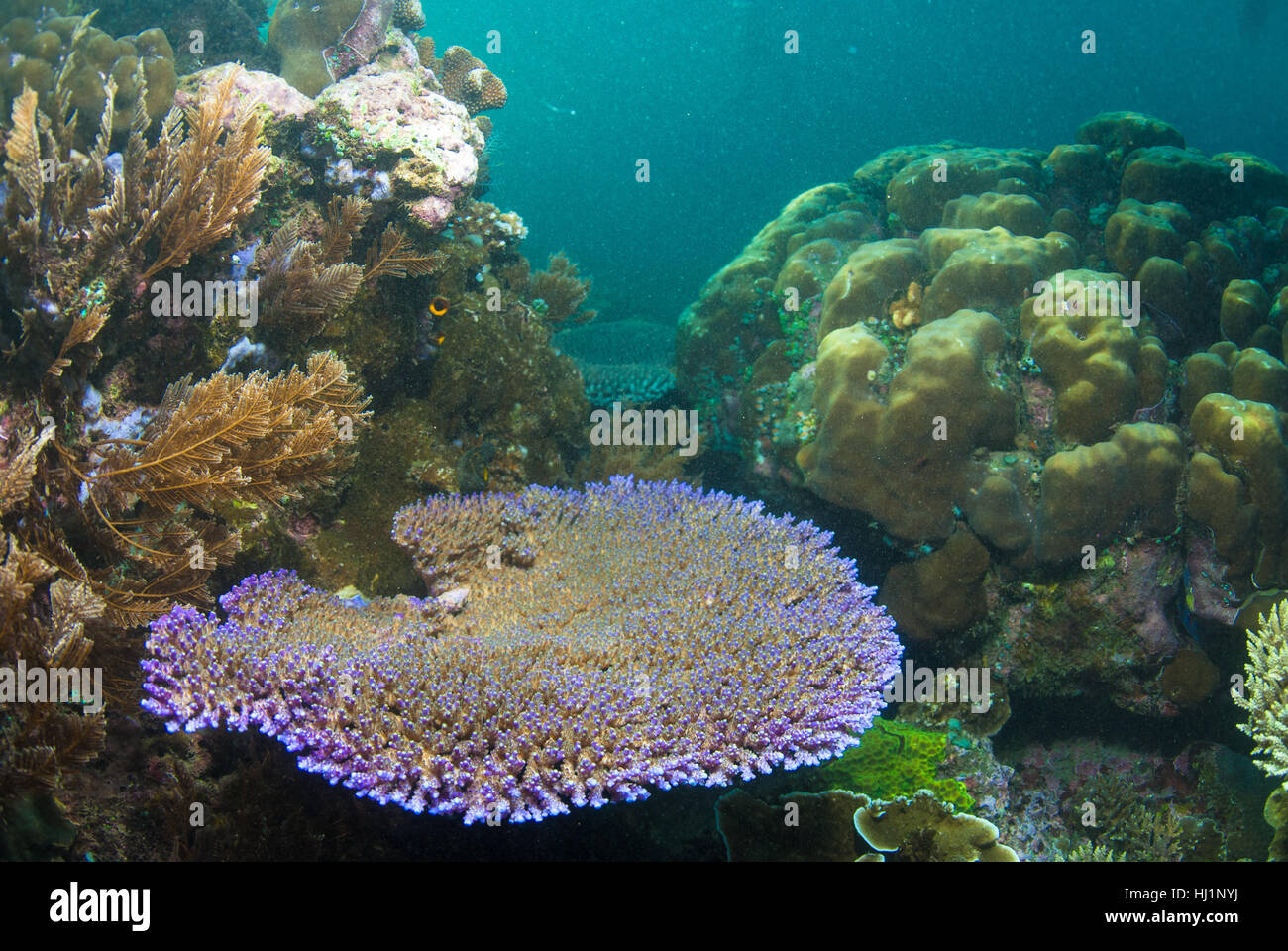 blue, lifestyle, green, asia, wild, bali, indonesia, aquarium, depth ...