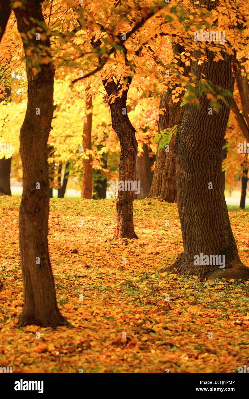 leaf, colour, tree, color, backdrop, background, red, nature, fall ...