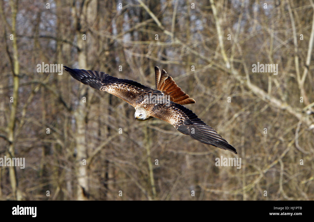 bird, watchful, birds, europe, raptor, birds of prey, feathering, rare ...