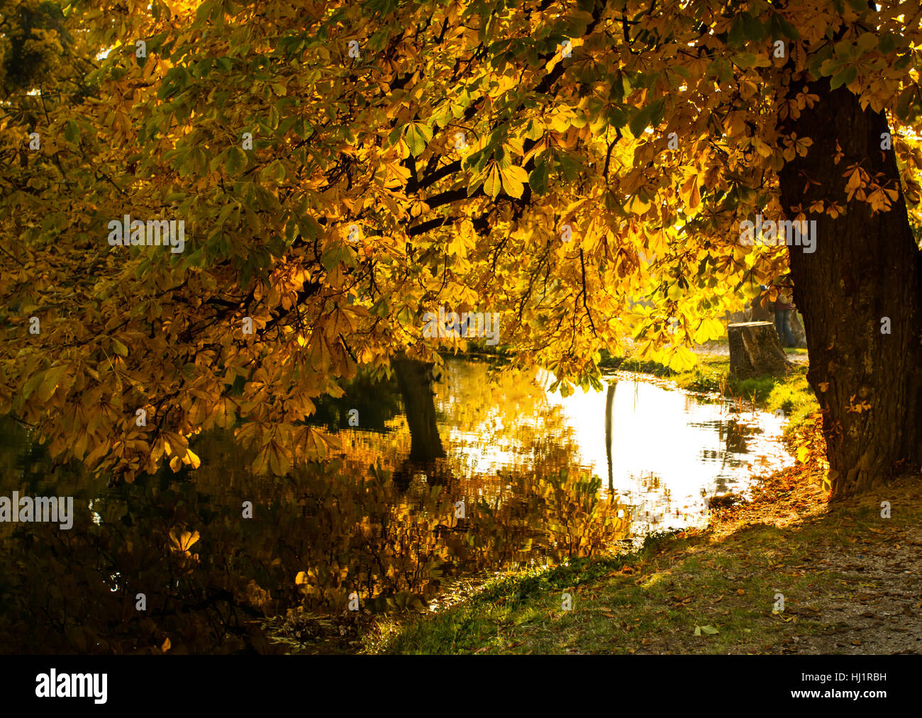 beautiful, beauteously, nice, leaf, colour, model, design, project ...