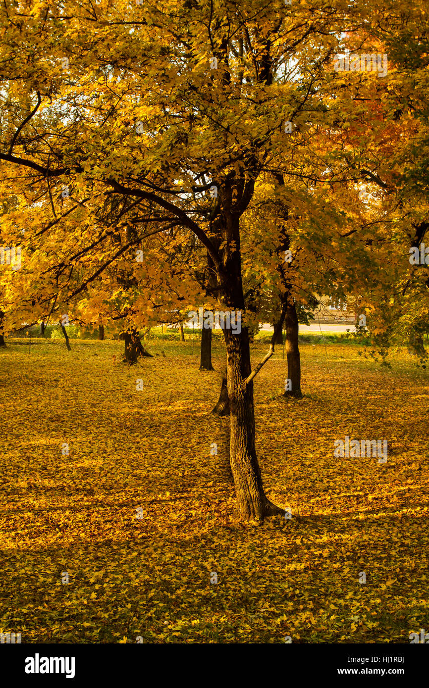 beautiful, beauteously, nice, leaf, colour, model, design, project ...