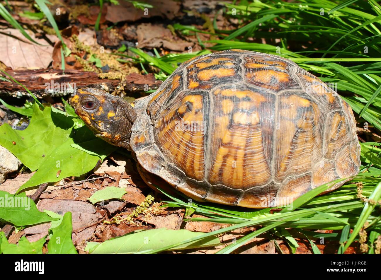 turtle, tortoise, environment, enviroment, park, science, animal ...