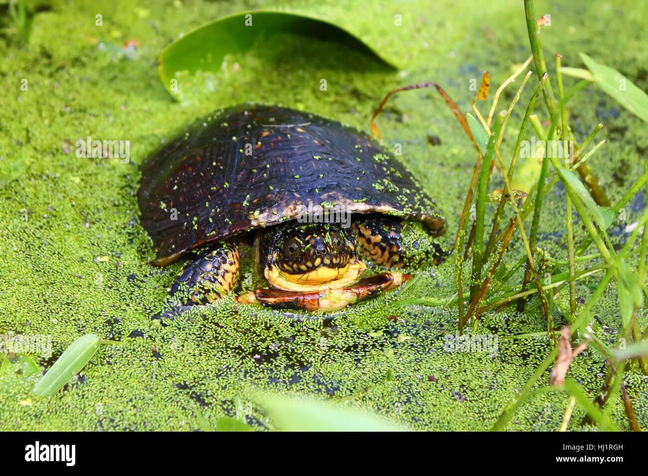 Turtle tortoise laugh laughs laughing hi-res stock photography and ...