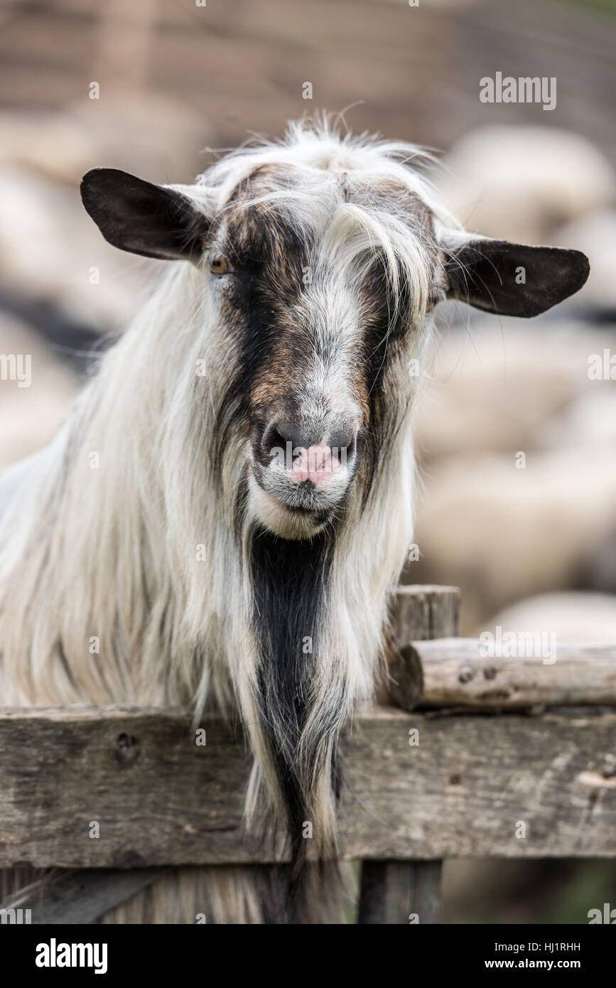 Male goat hi-res stock photography and images - Alamy