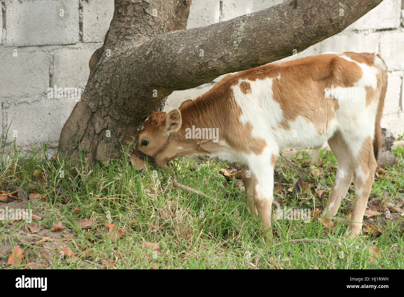 field, outdoor, cow, farm, pasture, calf, meadow, grass, lawn, green ...