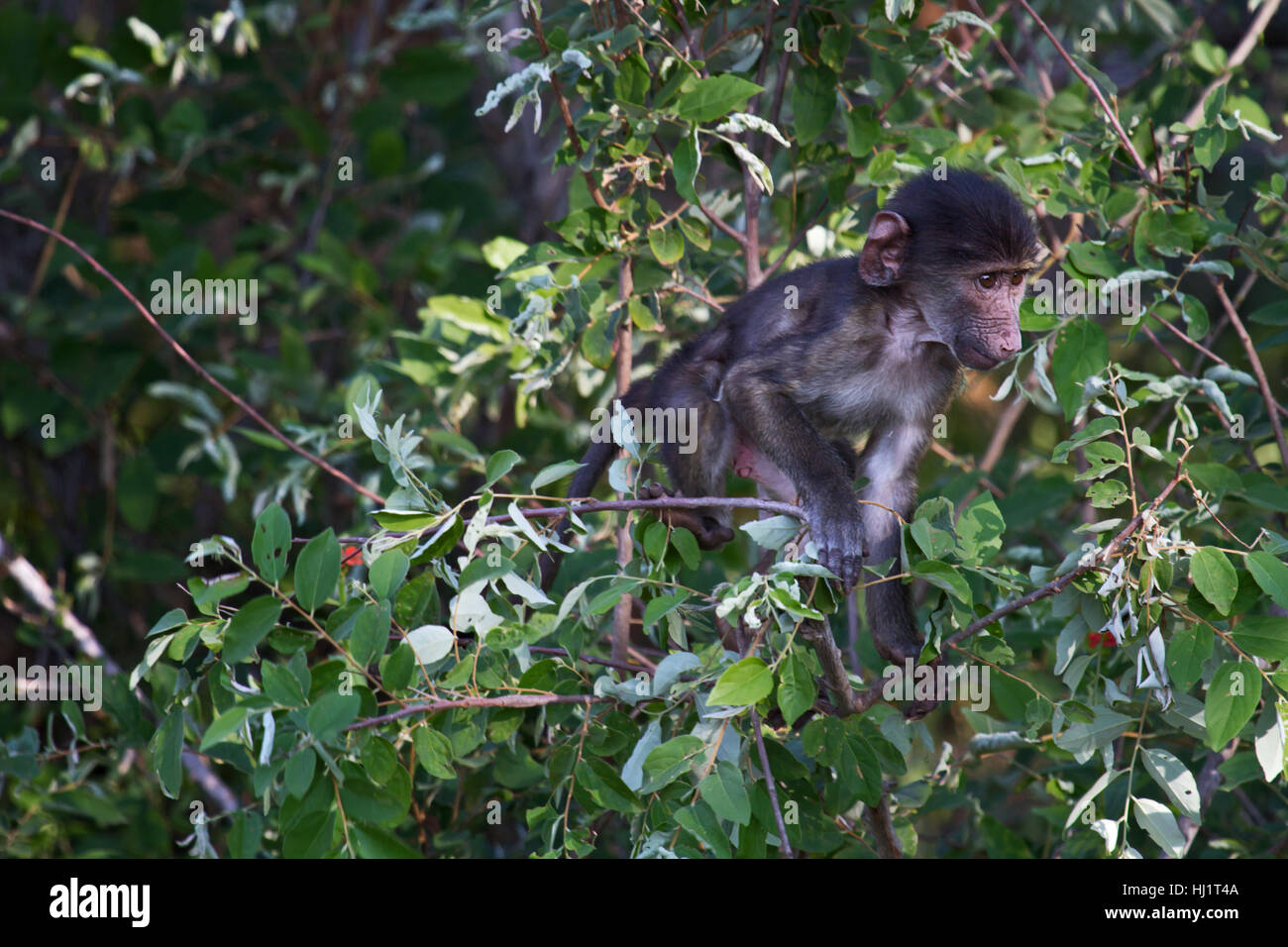 Baboon pack hi-res stock photography and images - Alamy