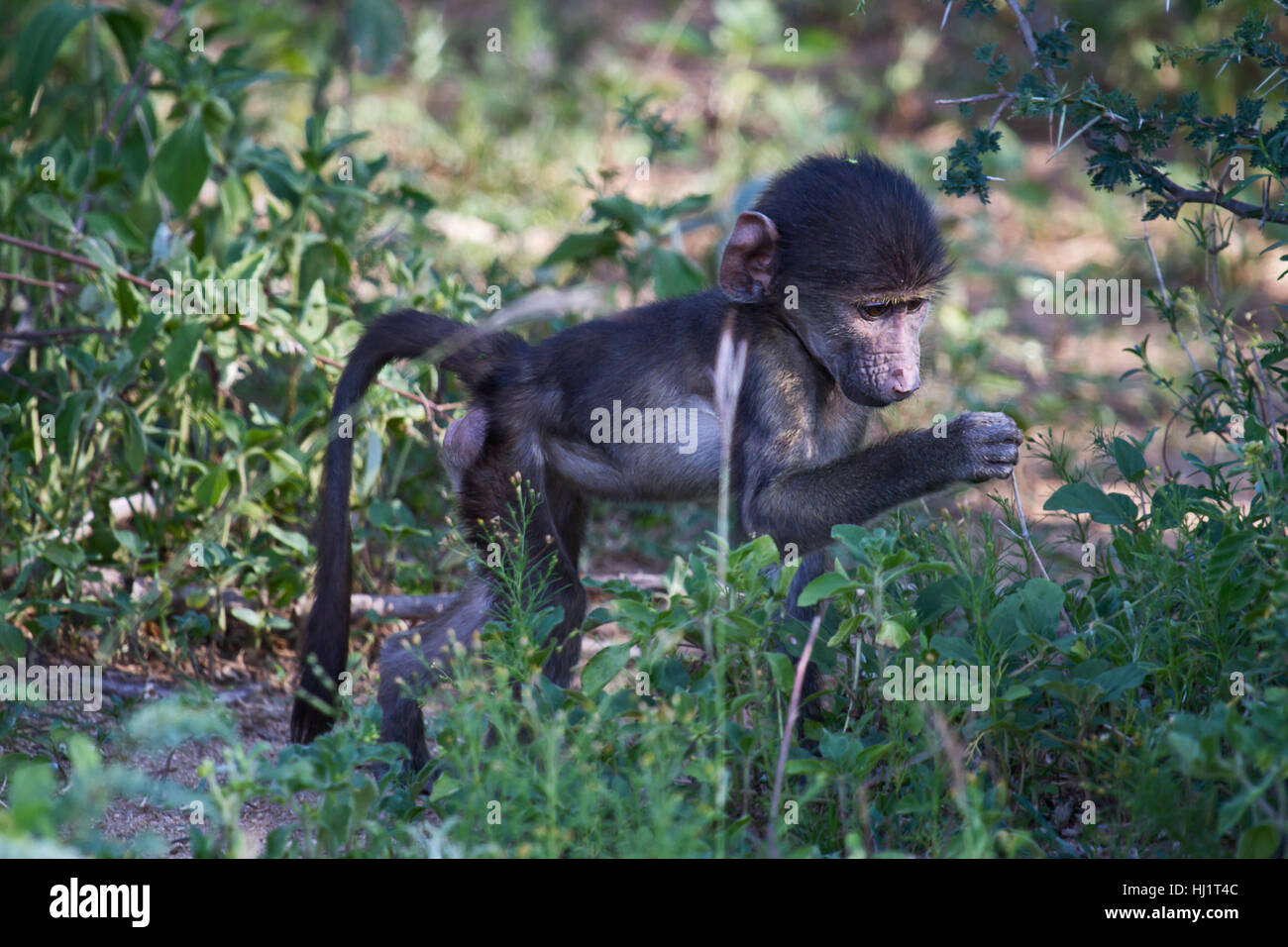 animal, africa, monkey, baboon, animal, mammal, monkey, predator ...