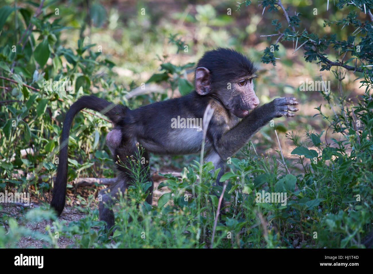 Baboon pack hi-res stock photography and images - Alamy