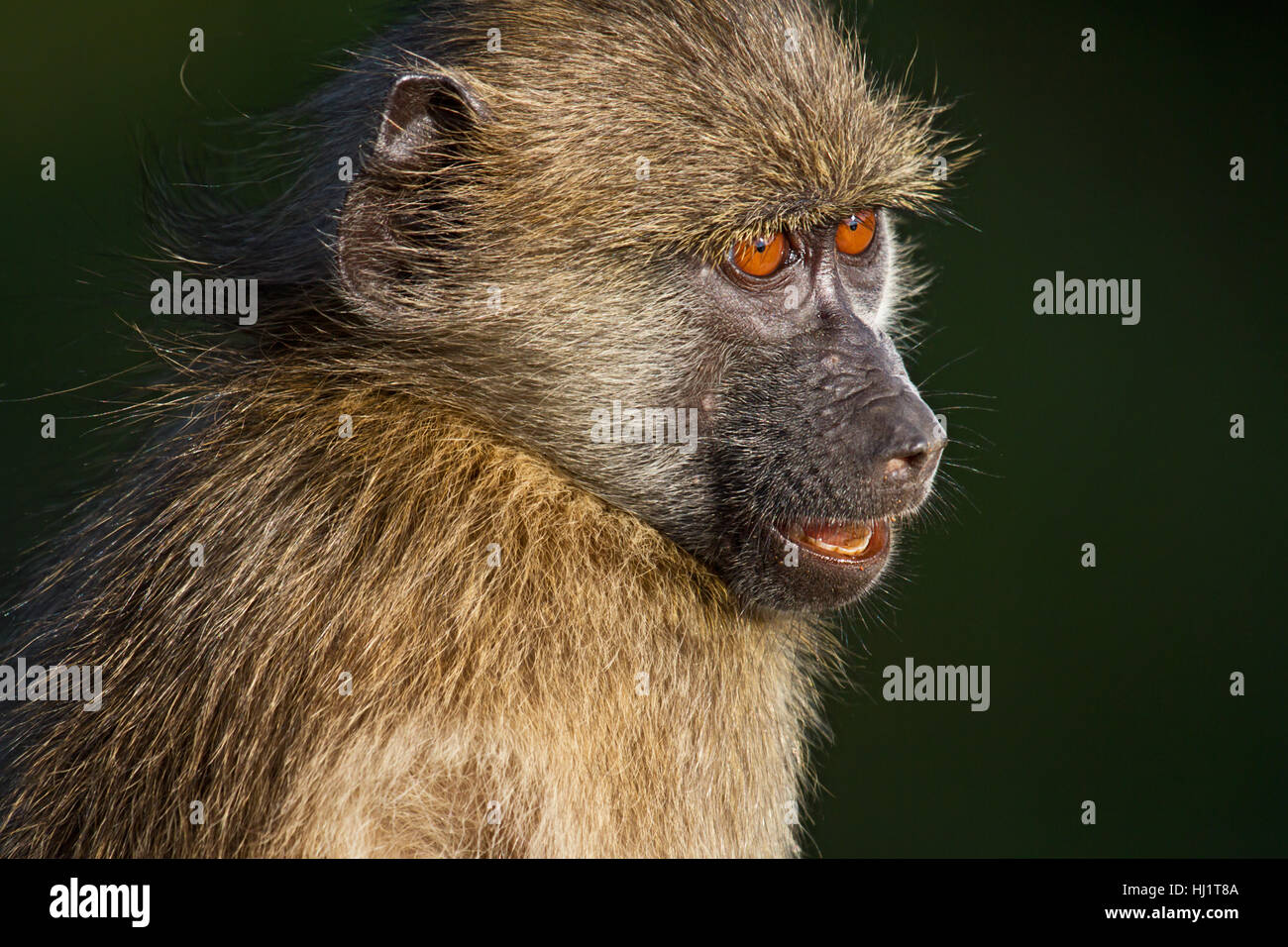 Baboon pack hi-res stock photography and images - Alamy