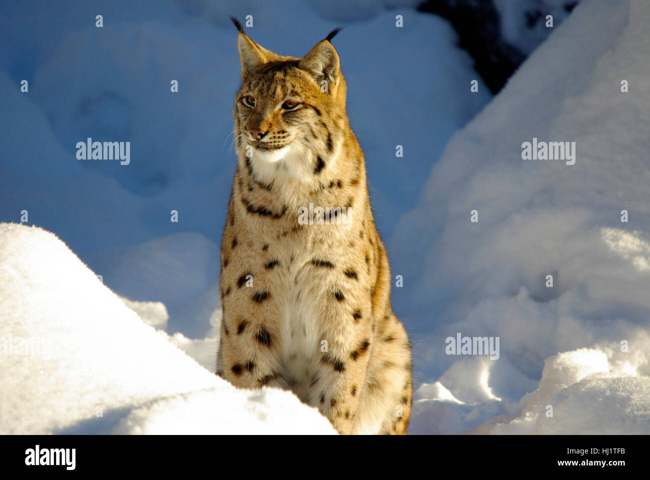 lynx - the cat of the forest Stock Photo - Alamy
