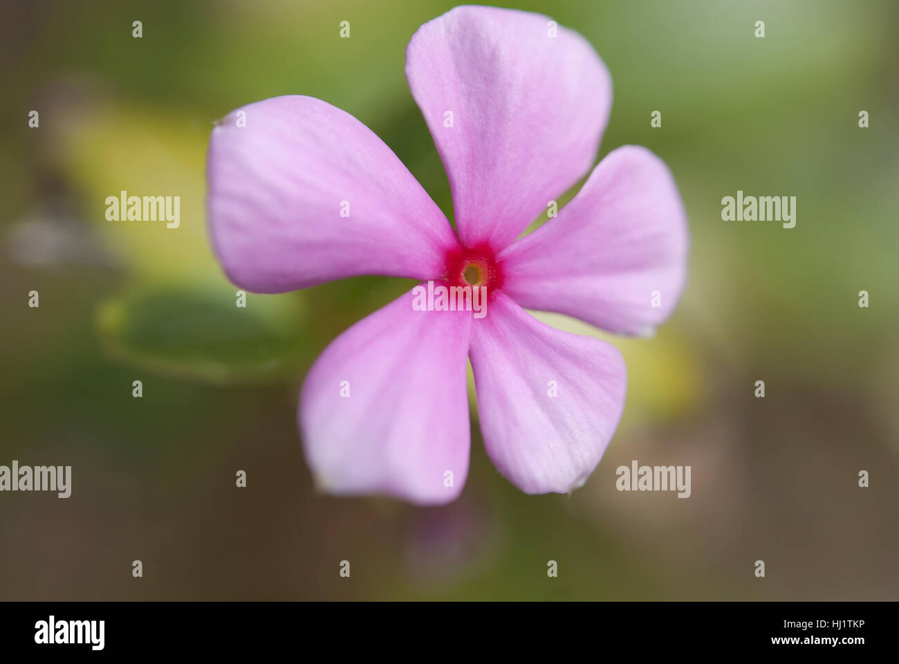 beautiful, beauteously, nice, leaf, colour, garden, flower, plant ...