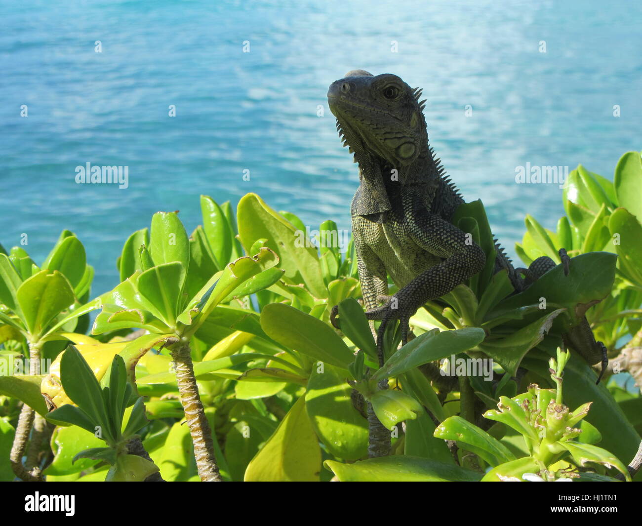 animals, salt water, sea, ocean, water, plant, animals, aruba, salt ...