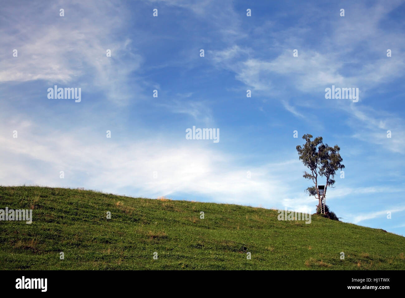the lonely tree Stock Photo - Alamy