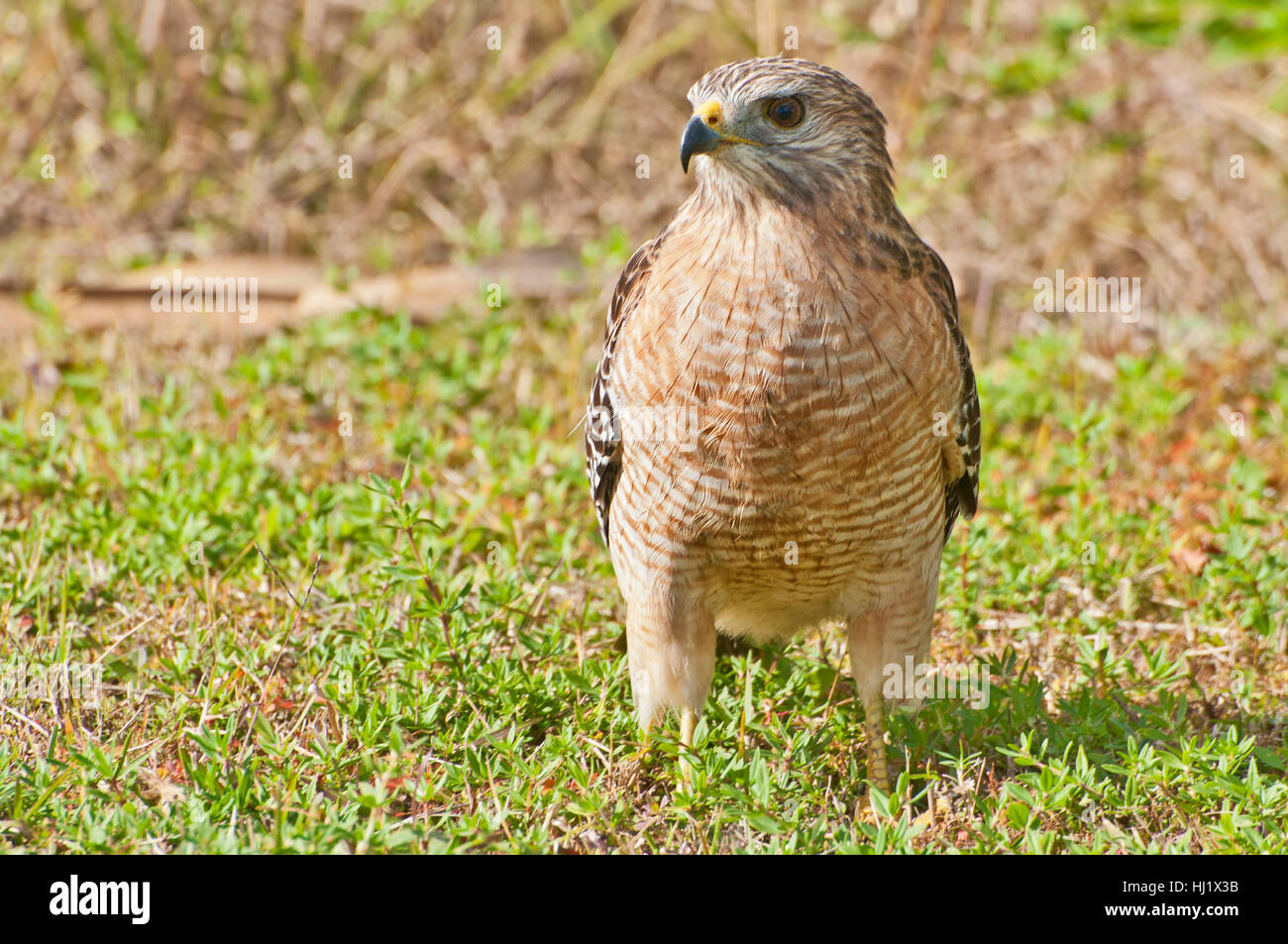 hunter, raptor, buzzard, grasper, hawk, bird, hunter, birds, falcon ...