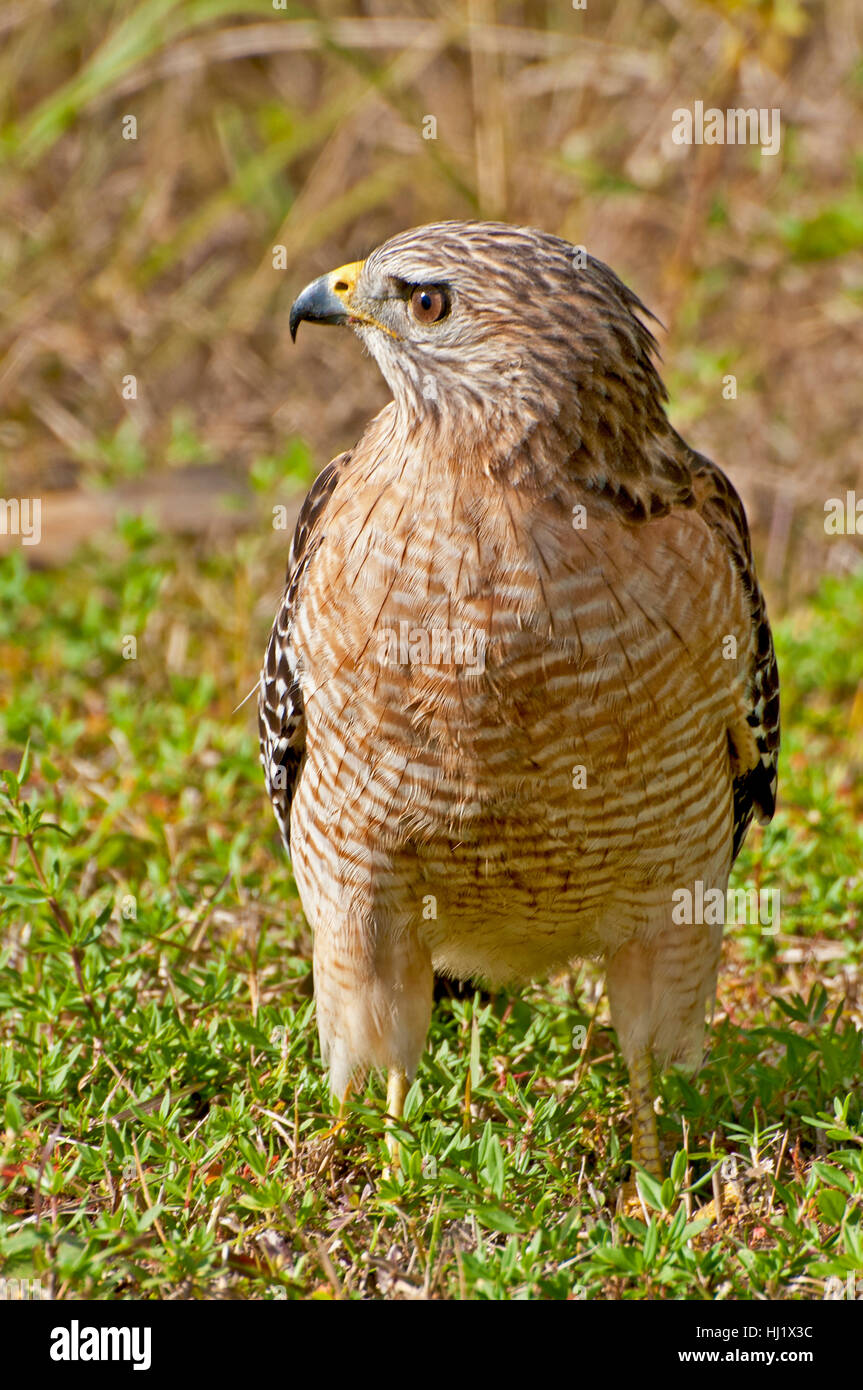 hunter, raptor, buzzard, grasper, hawk, bird, hunter, birds, falcon ...