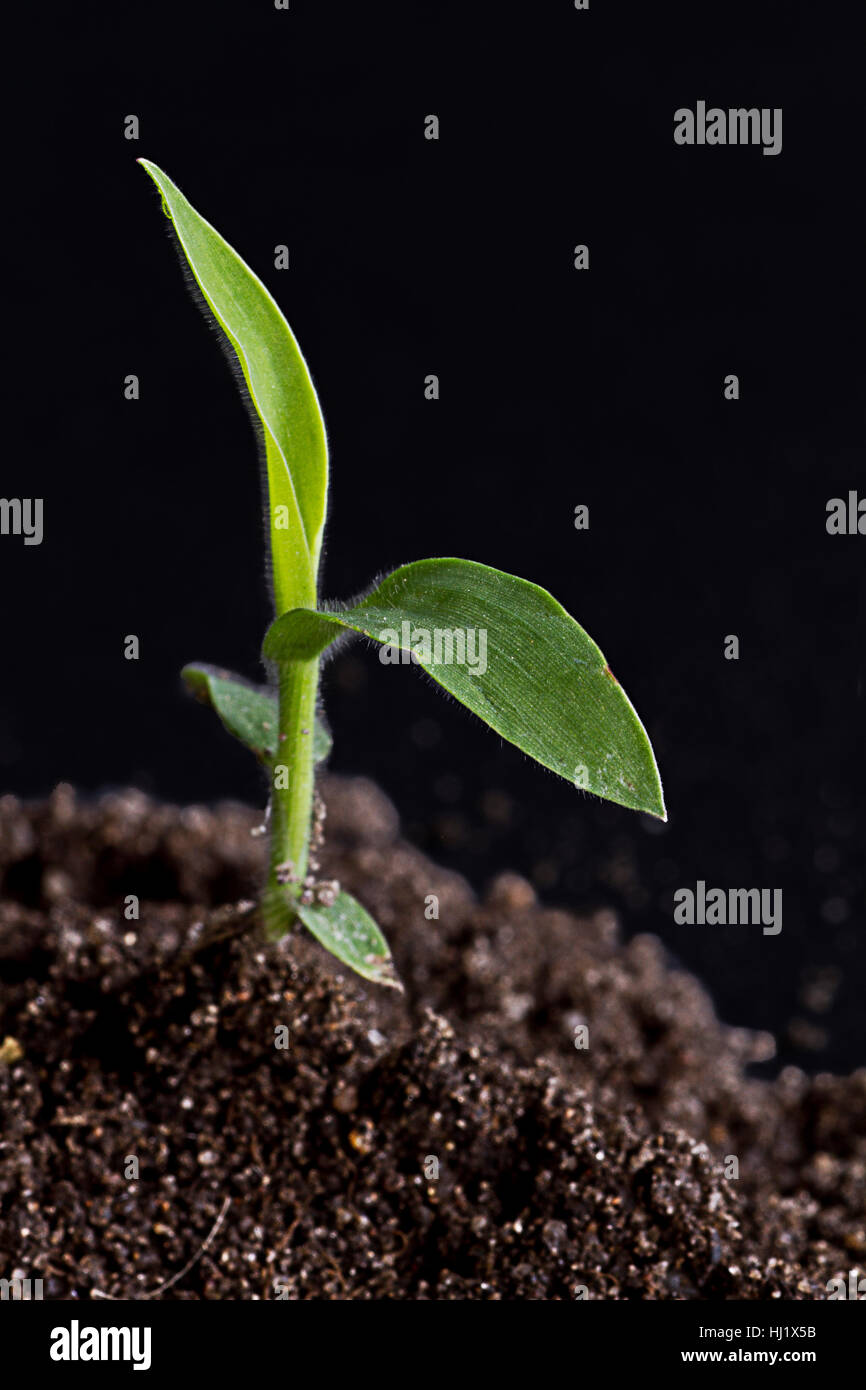 Short weed hi-res stock photography and images - Alamy