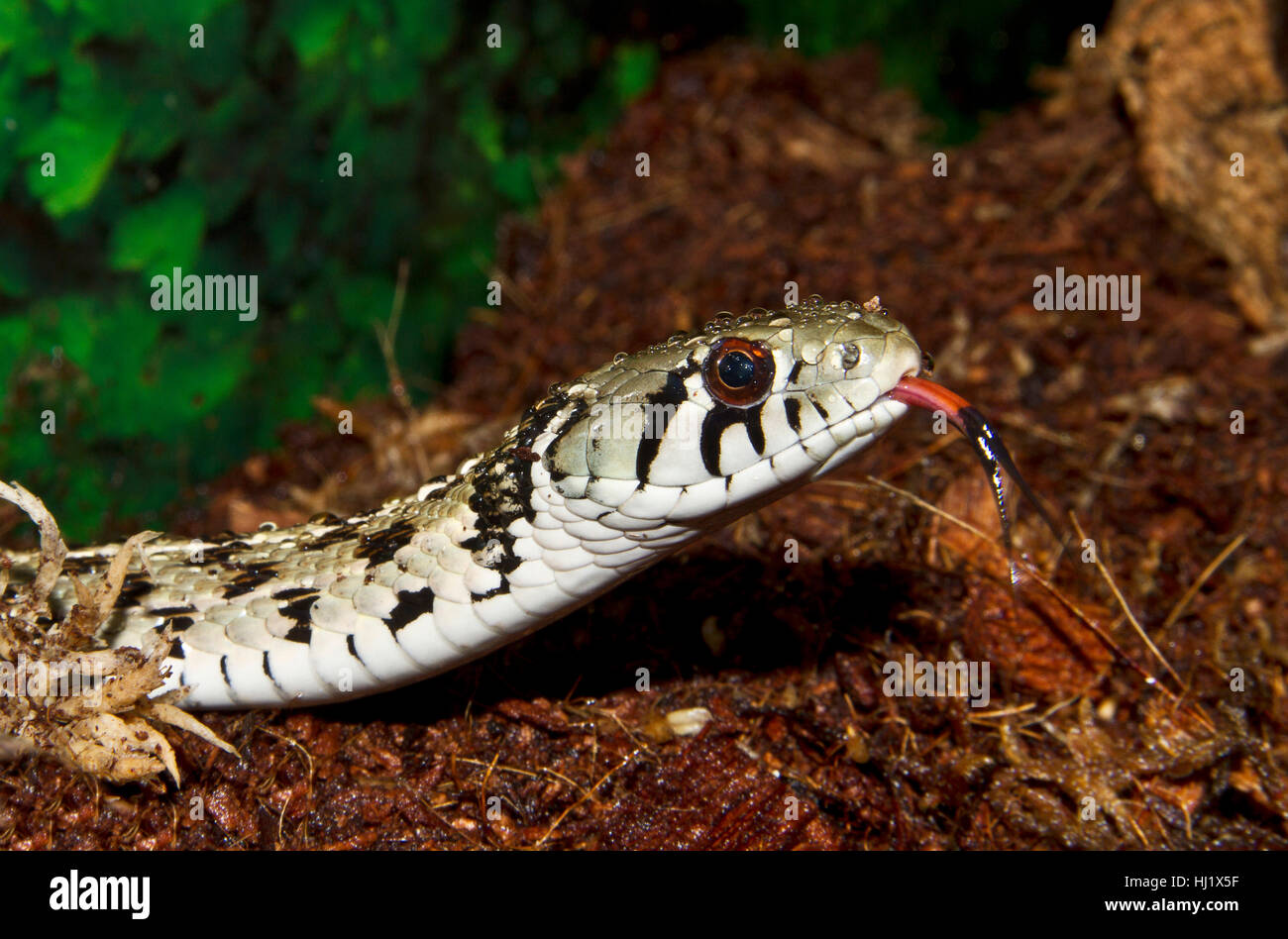 a garter snake Stock Photo - Alamy