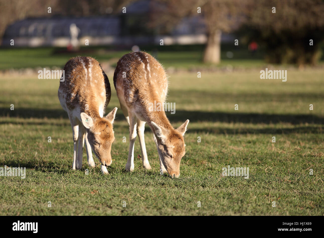 female, animal, mammal, wildlife, ruminant, fallow deer, portrait ...