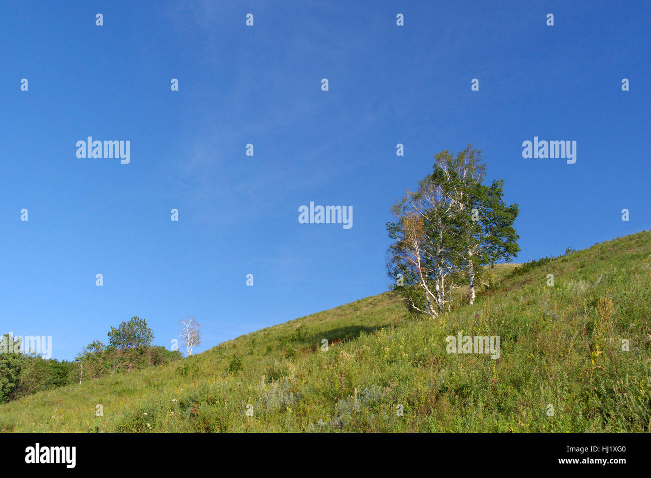 blue, beautiful, beauteously, nice, environment, enviroment, tree ...