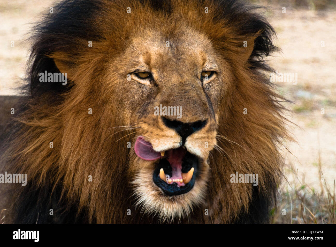 big, large, enormous, extreme, powerful, imposing, immense, relevant ...