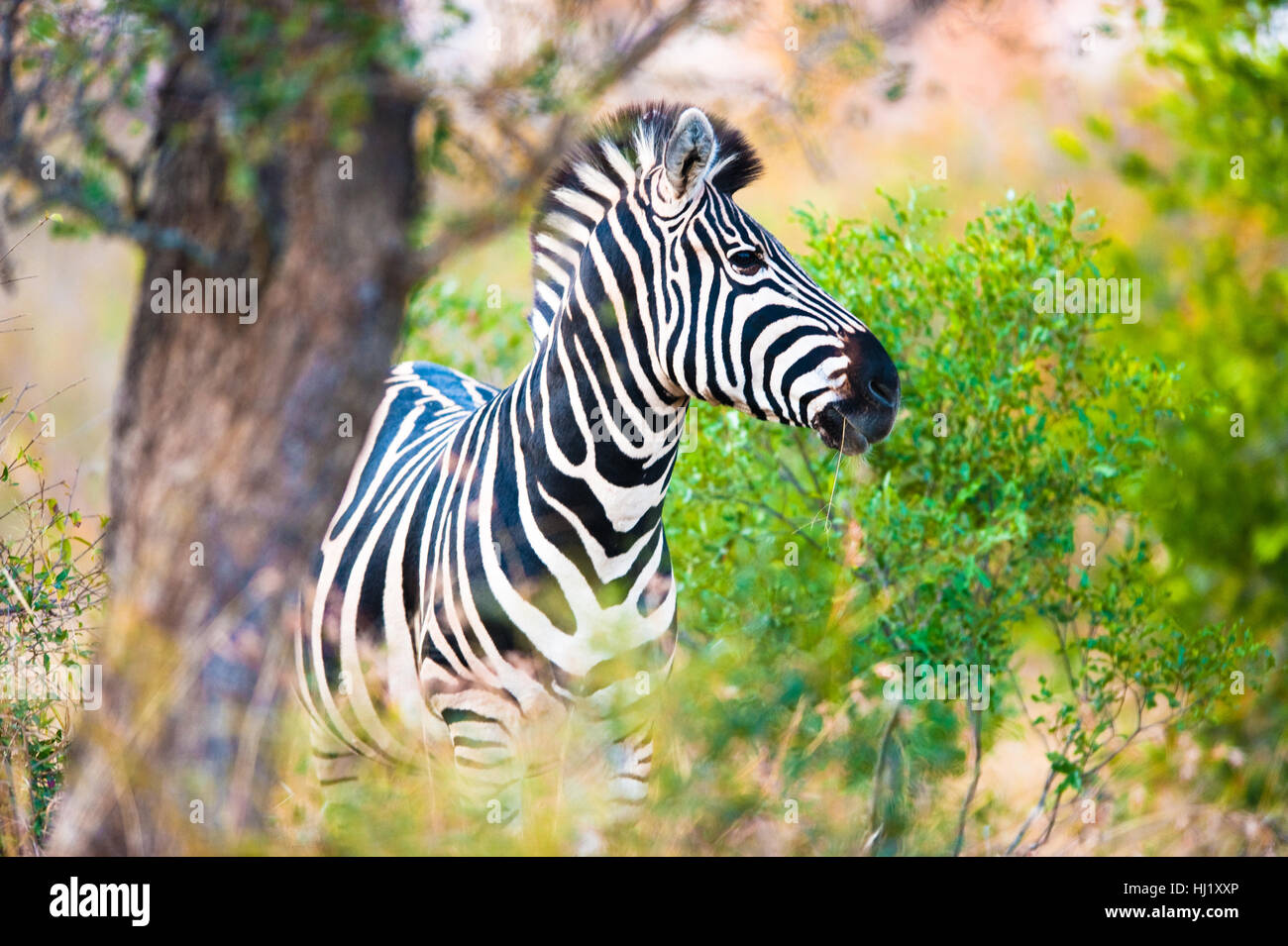 profile, walk, go, going, walking, single, eco, game, tournament, play ...