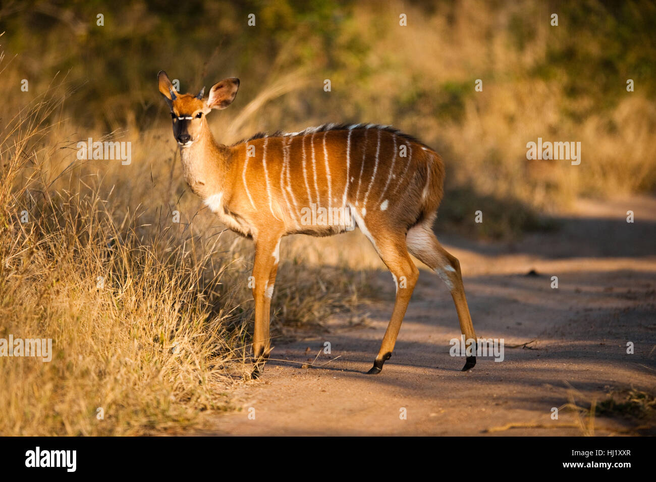 walk, go, going, walking, travel, colour, female, park, animal, mammal ...