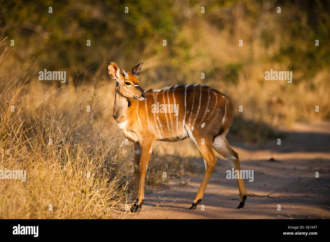 walk, go, going, walking, travel, colour, female, park, animal, mammal ...