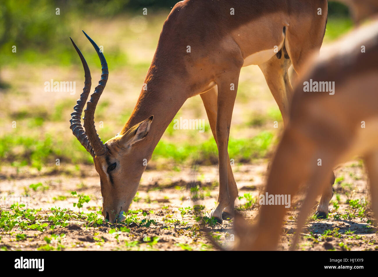 park, animal, wild, africa, animals, savannah, male, masculine, face ...