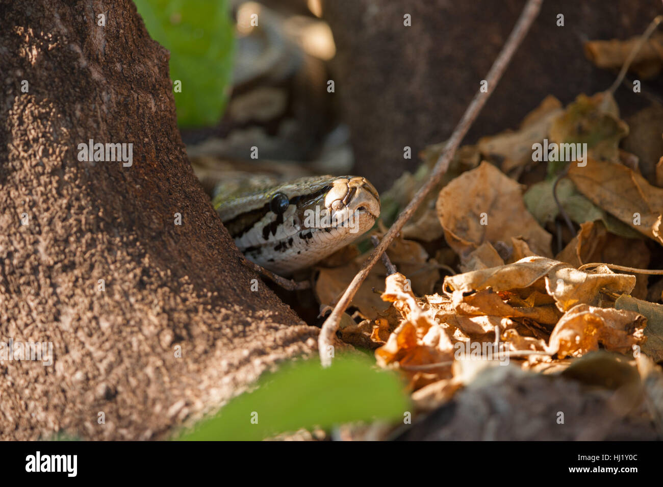 Snake slithering on big tree hi-res stock photography and images - Alamy