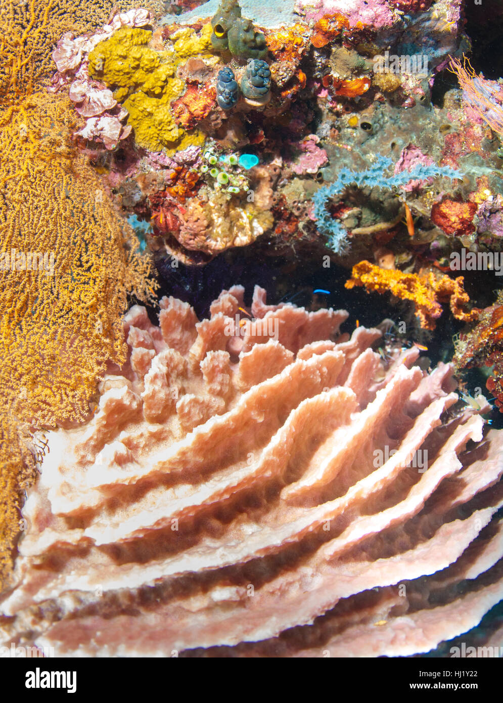 blue, lifestyle, green, asia, wild, bali, indonesia, aquarium, depth ...