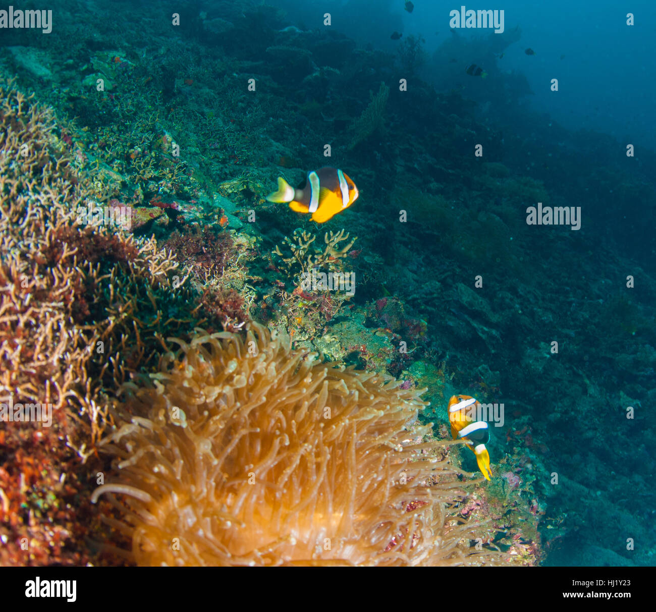 blue, lifestyle, green, asia, wild, bali, indonesia, aquarium, depth ...