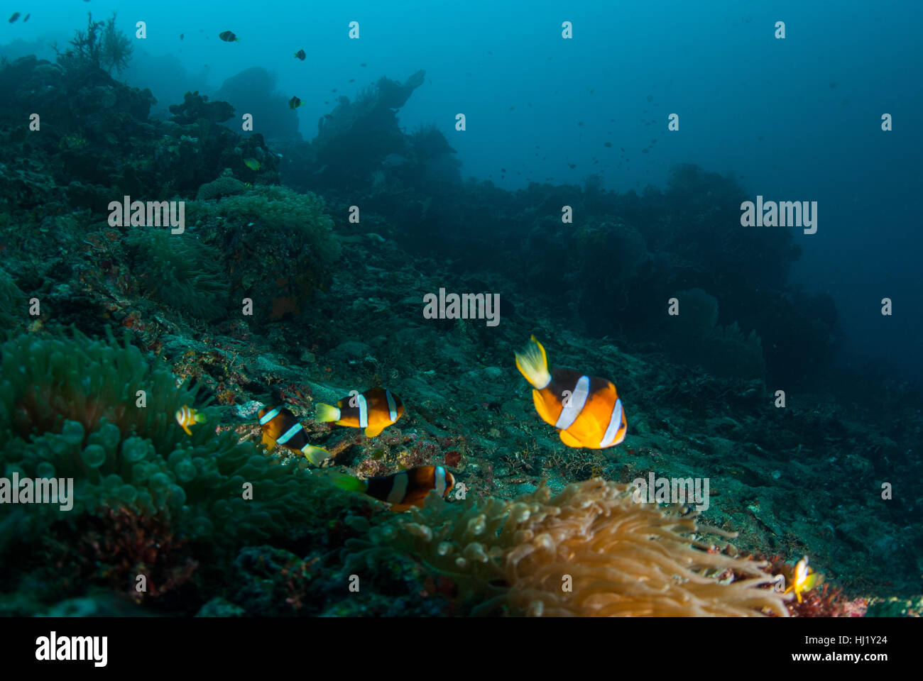 blue, lifestyle, green, asia, wild, bali, indonesia, aquarium, depth ...