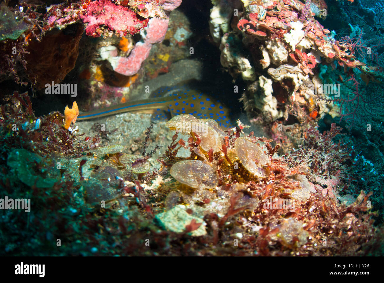 blue, lifestyle, green, asia, wild, bali, indonesia, aquarium, depth ...