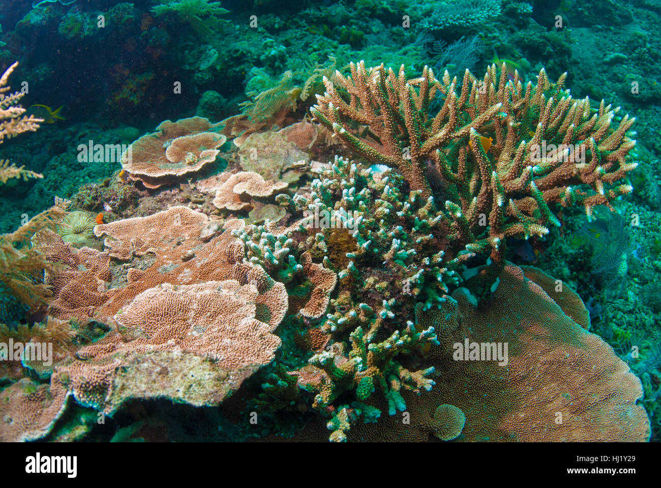 blue, lifestyle, green, asia, wild, bali, indonesia, aquarium, depth ...