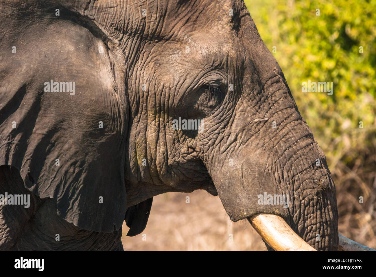 close, profile, big, large, enormous, extreme, powerful, imposing ...