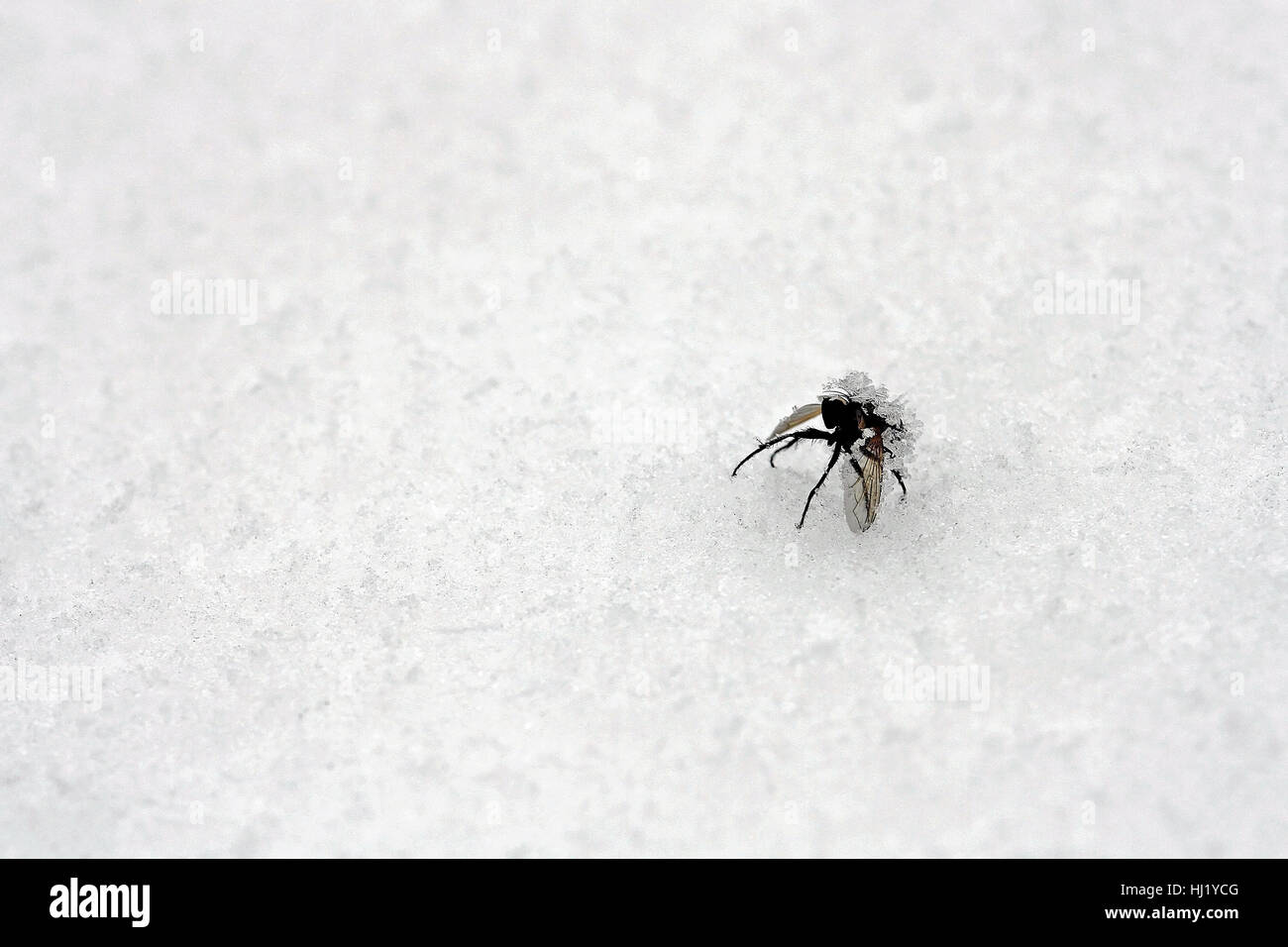 Rigid winter animals hi-res stock photography and images - Alamy