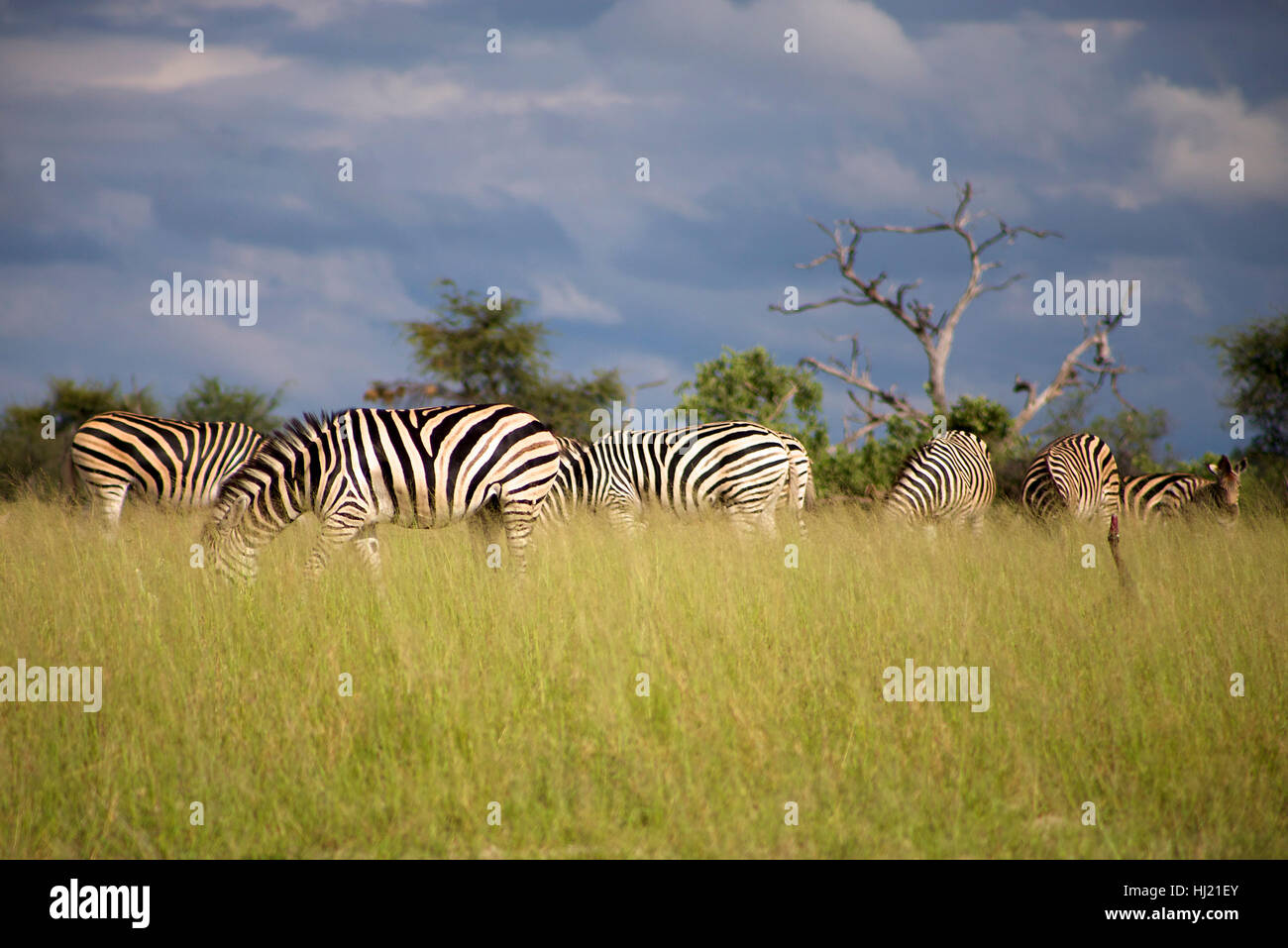 animal, mammal, fauna, wild, tourism, africa, skin, black, swarthy ...