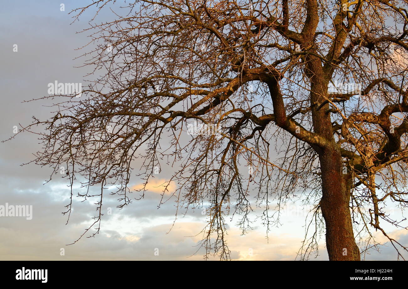 tree, winter, branches, branch, december, ramified, ramification, tree ...