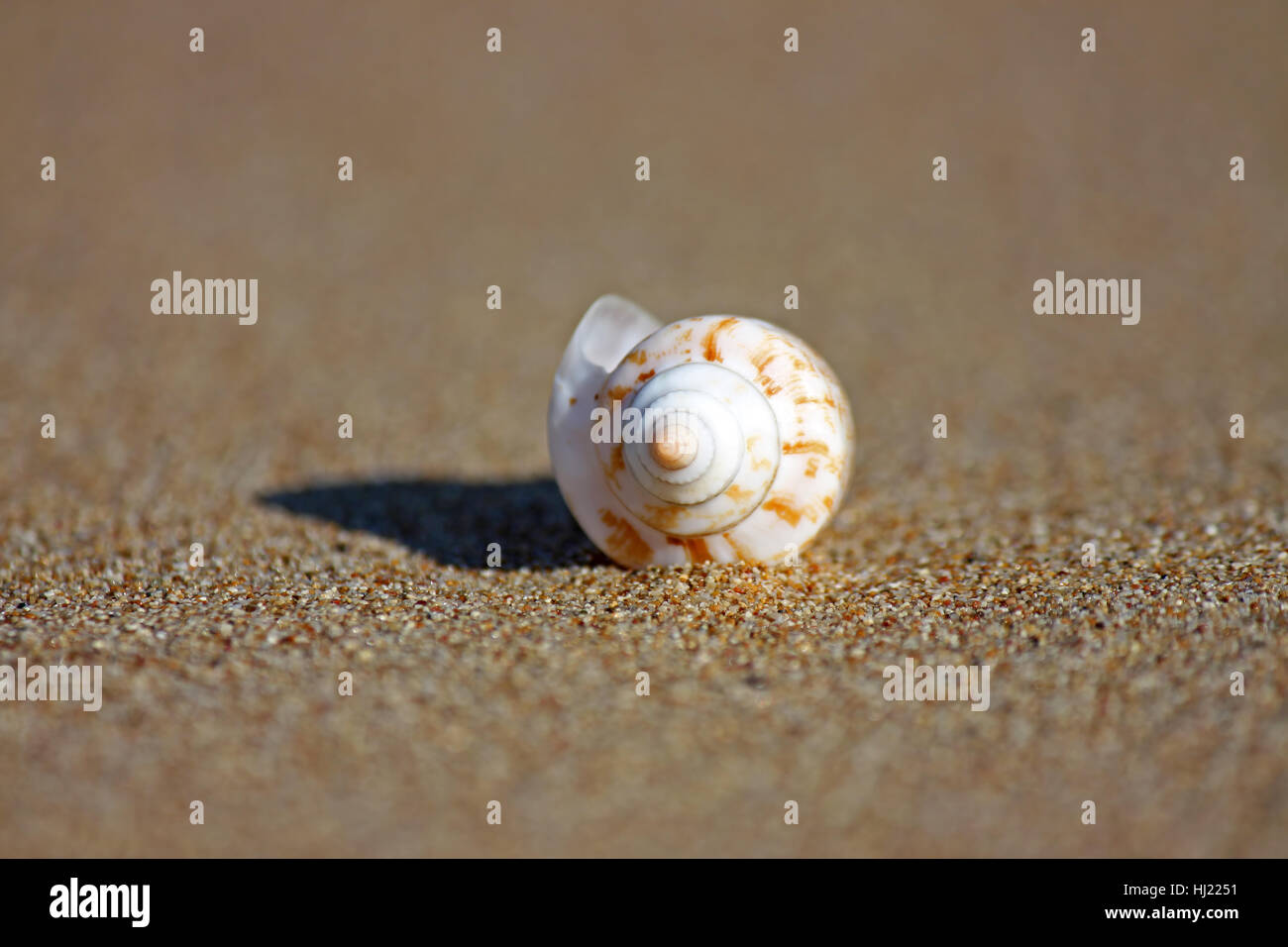 animal, beach, seaside, the beach, seashore, exotic, snail, shape ...