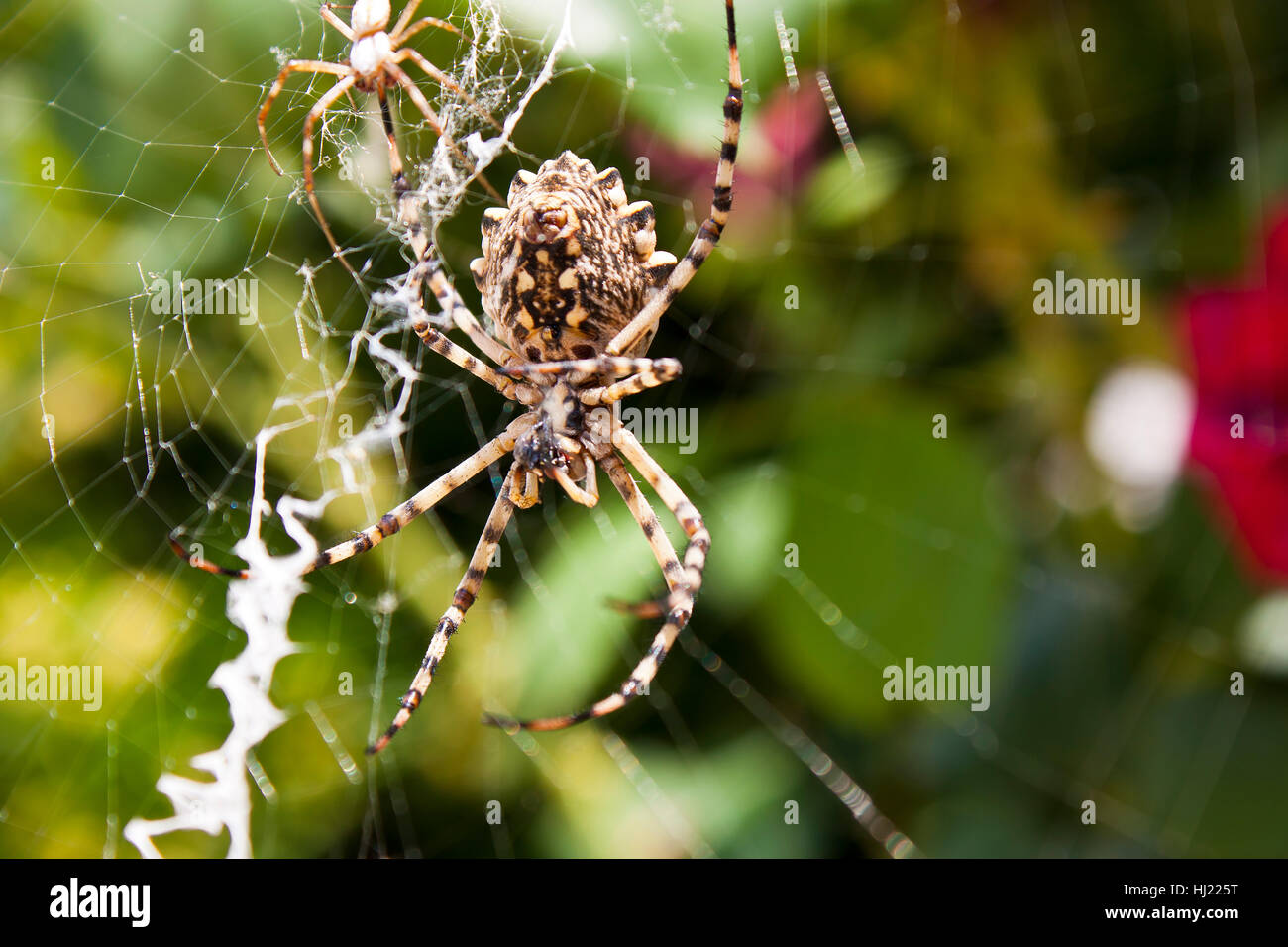 Legs Insect Spider Scary Prey Booty Bug Cobweb Phobia