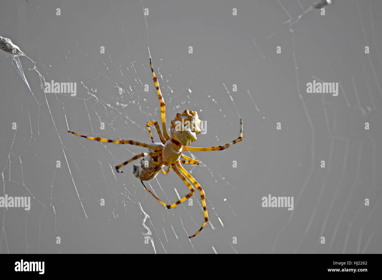 legs, insect, spider, scary, prey, booty, bug, cobweb, phobia ...