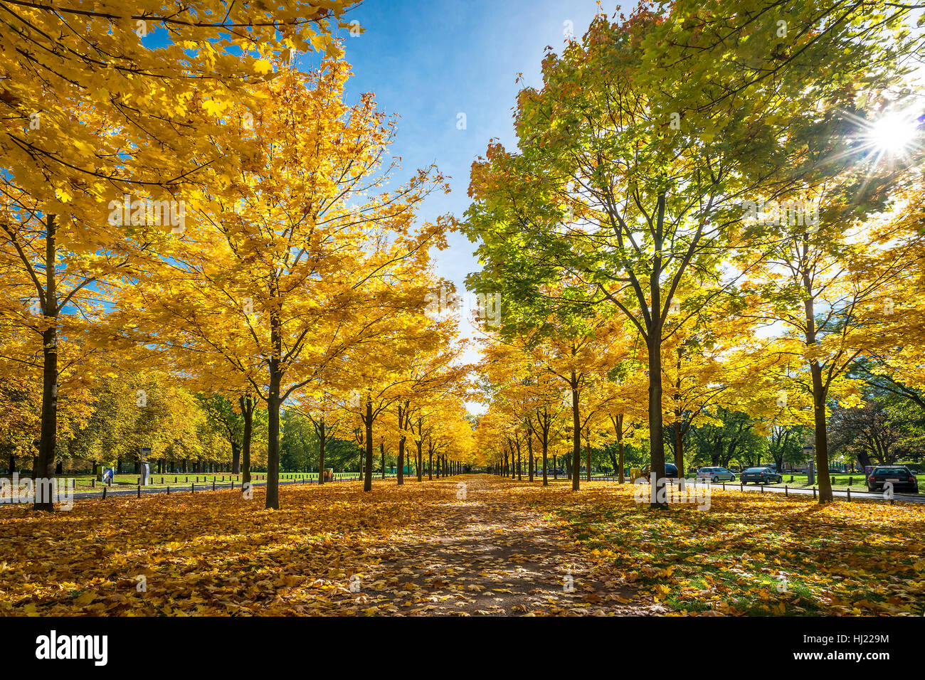 blue, beautiful, beauteously, nice, leaf, environment, enviroment ...